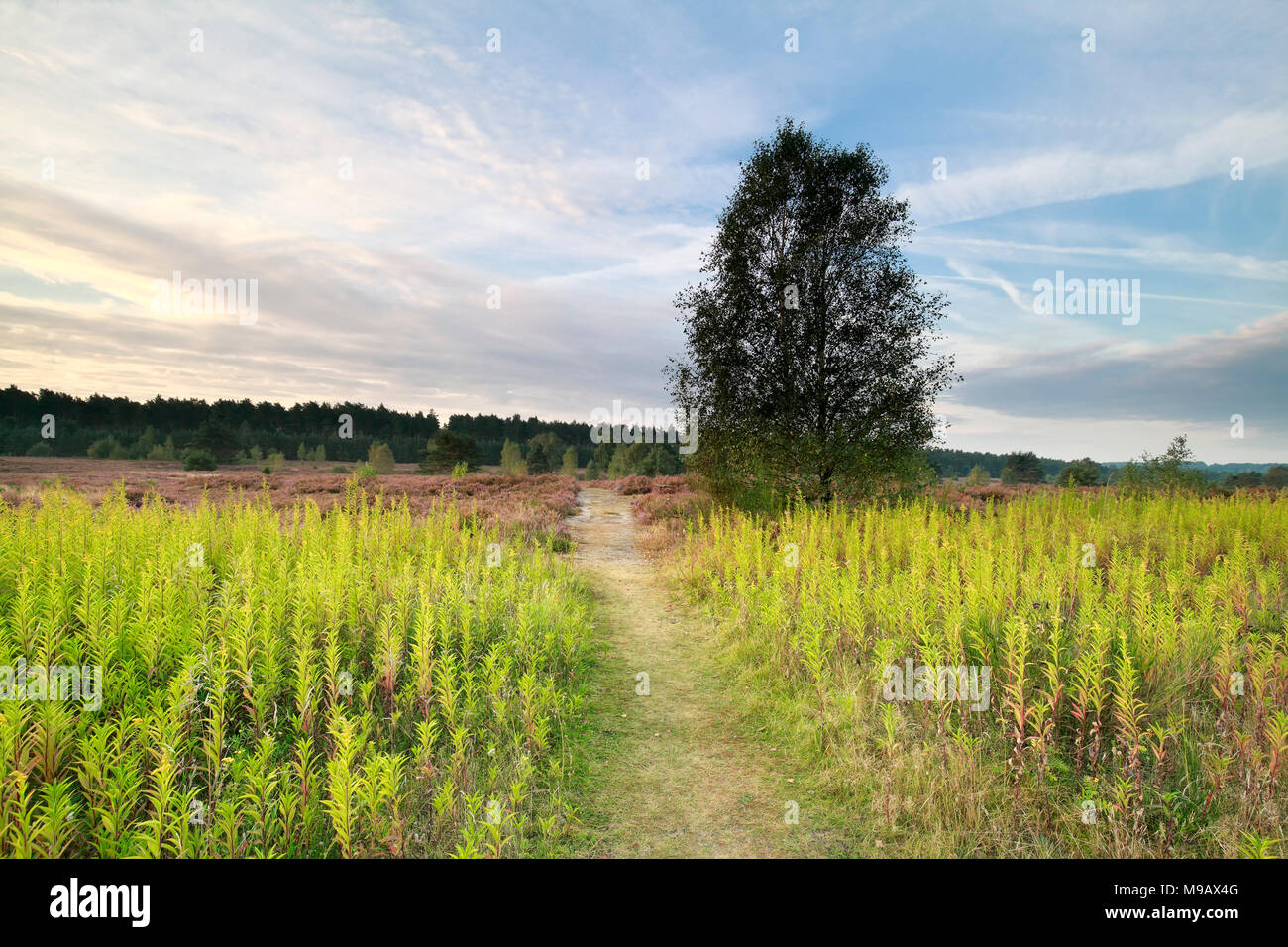 Green summer meadows hi-res stock photography and images - Alamy