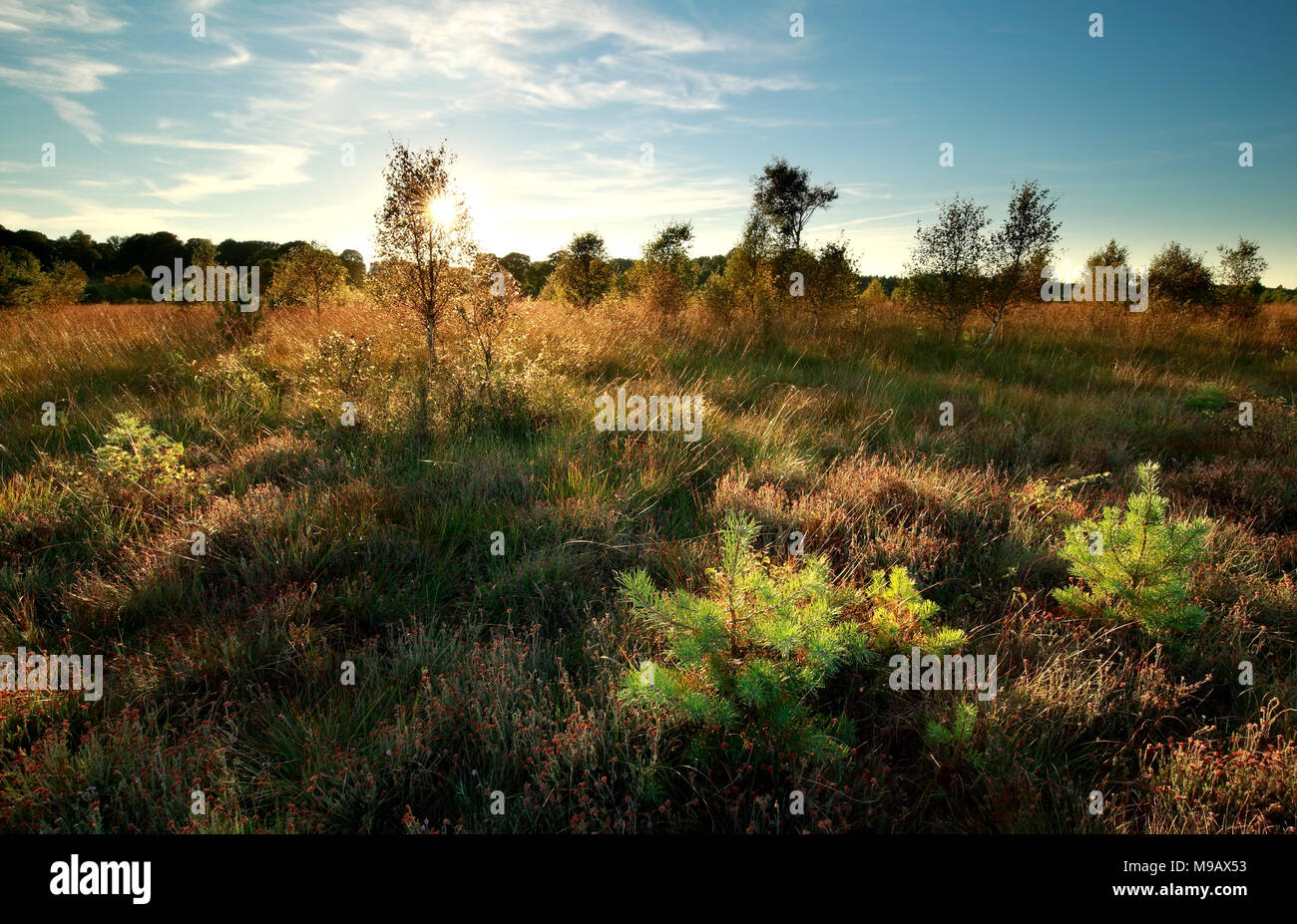 Landscape bushes grass on hi-res stock photography and images - Alamy