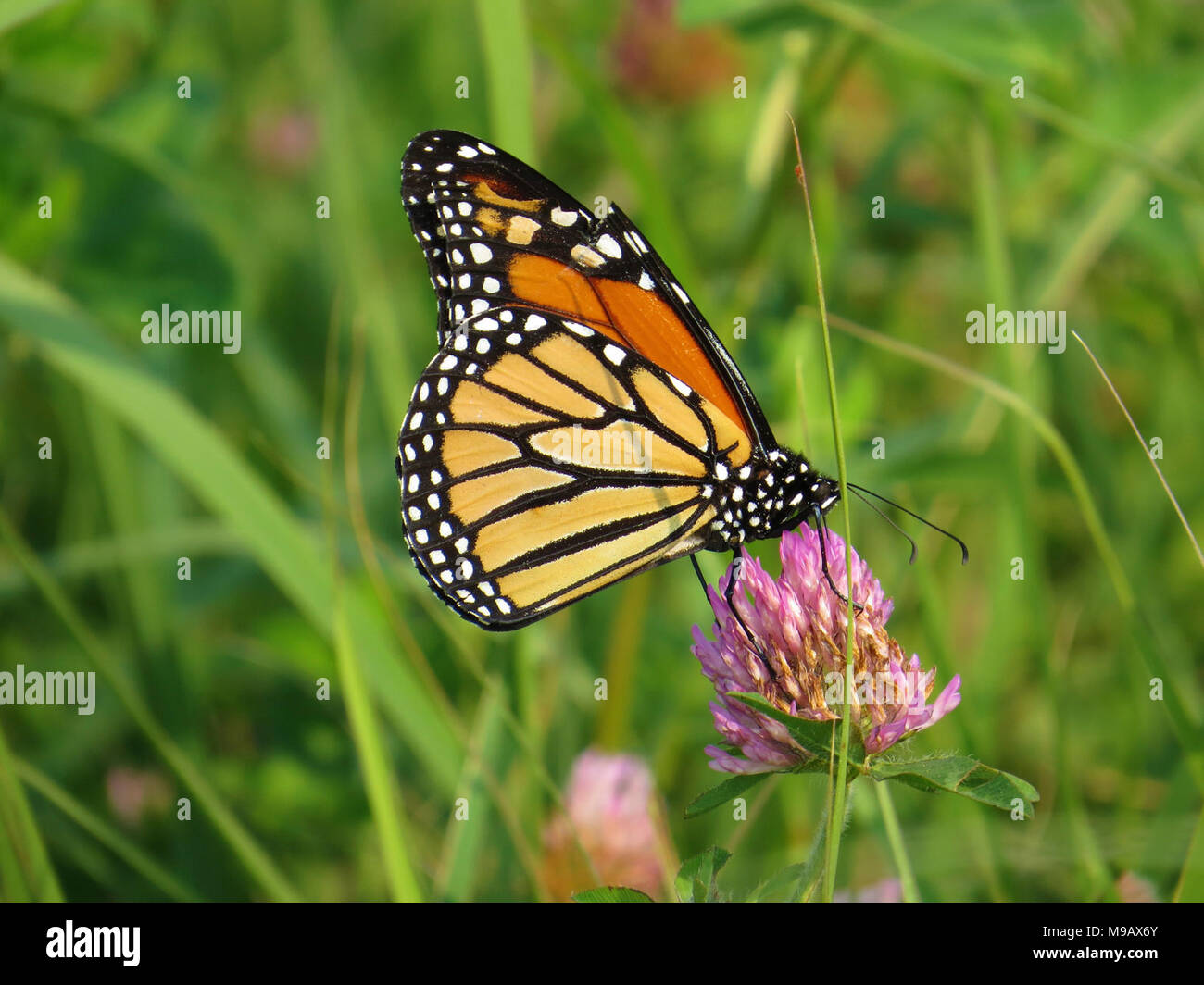 Iowa butterfly hi-res stock photography and images - Alamy