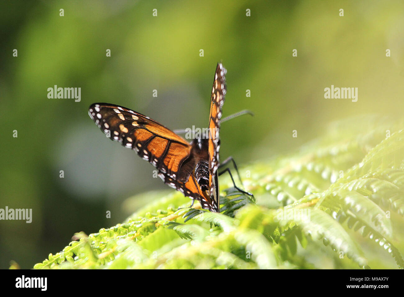 Nz butterfly hi-res stock photography and images - Alamy