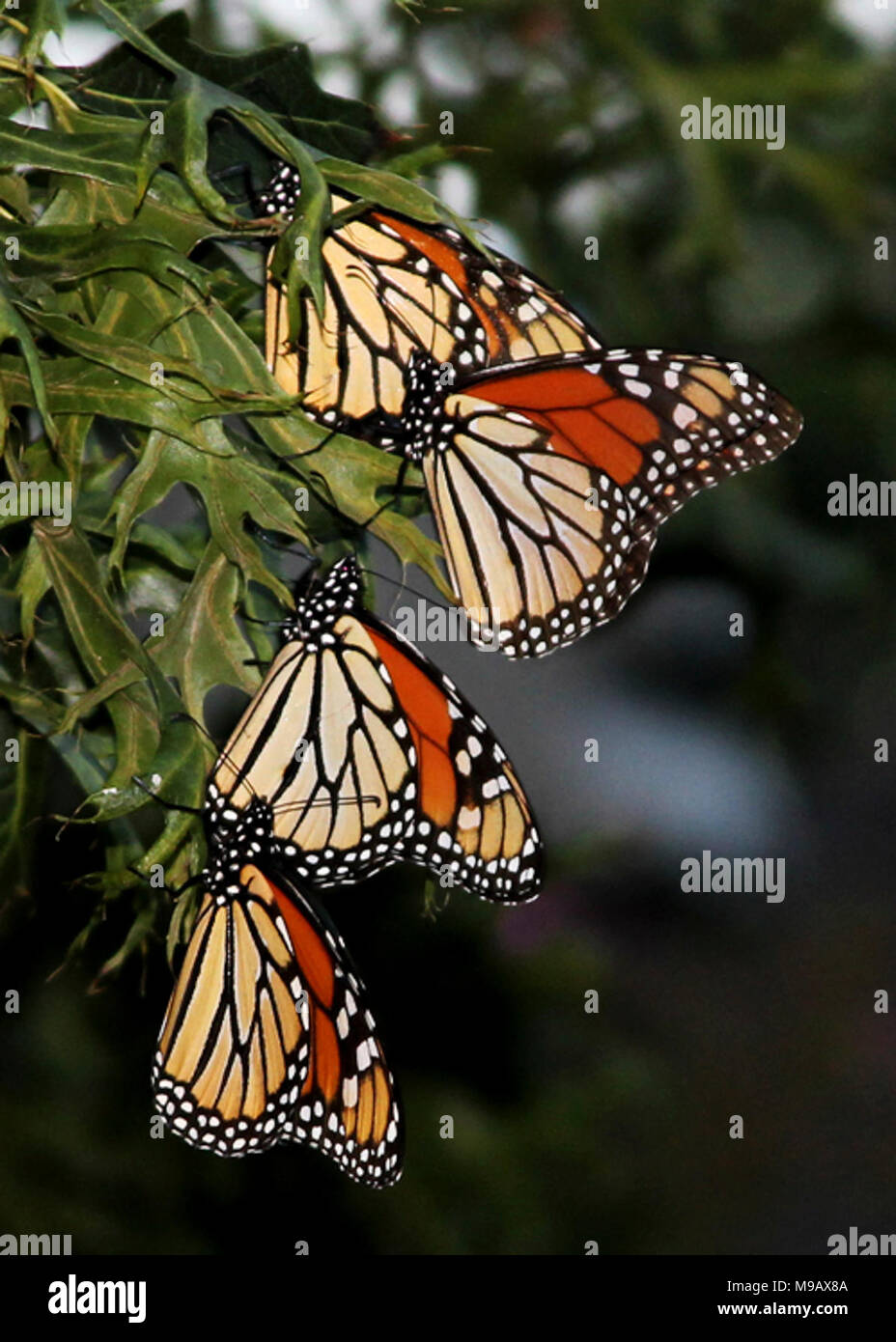 Oklahoma fauna hi-res stock photography and images - Alamy