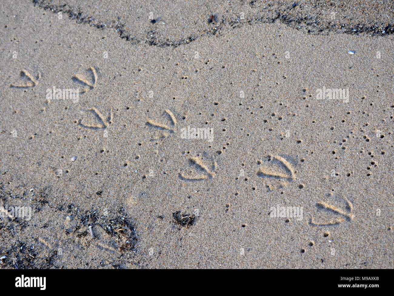 Mallard tracks hi-res stock photography and images - Alamy