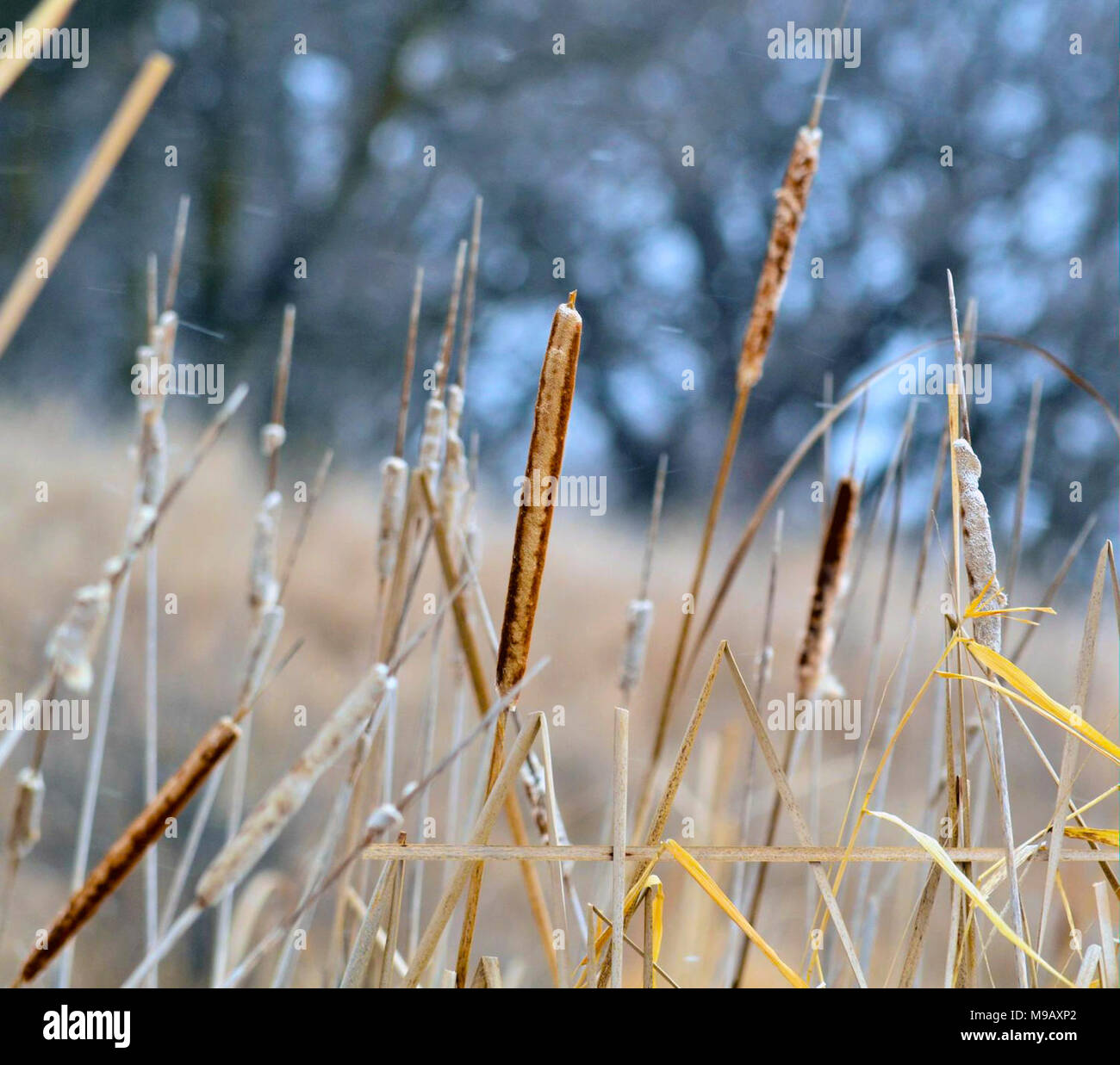 Minnesota wildlife refuge and wetland management district hi-res stock ...