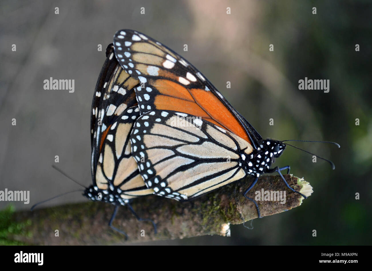 Share your monarchs hi-res stock photography and images - Alamy