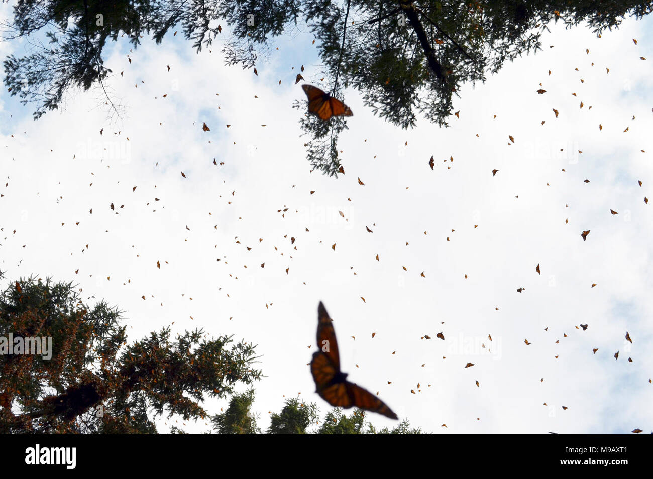 Monarchs in Mexico Stock Photo - Alamy