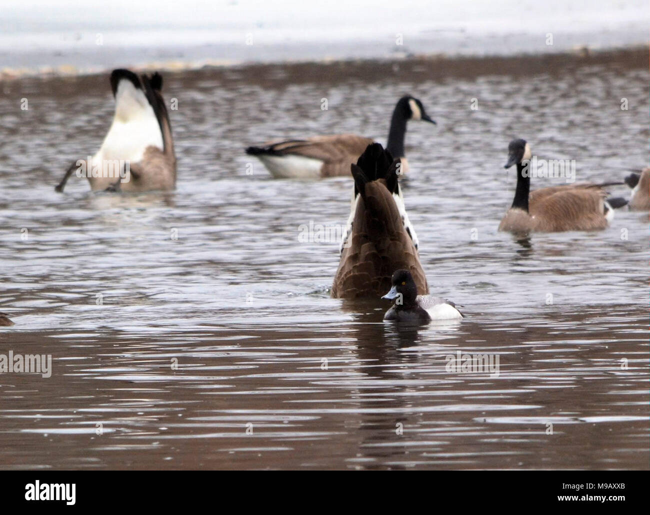 Canada geese education bird image hi-res stock photography and images ...