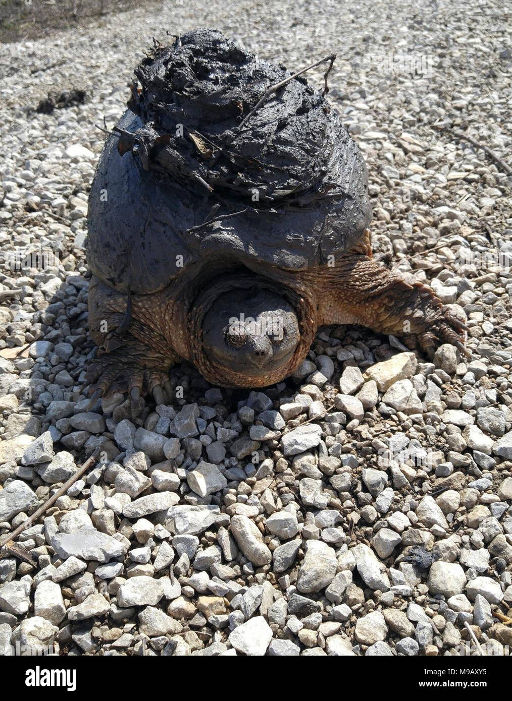 Clarence cannon national wildlife refuge hi-res stock photography and ...