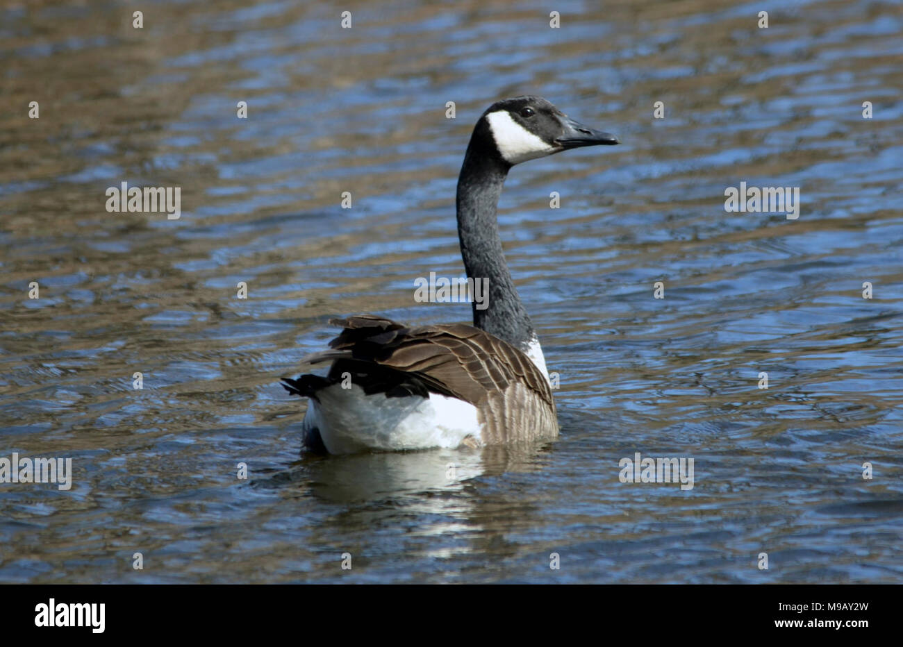 Canada goose habitat photo hi-res stock photography and images - Alamy