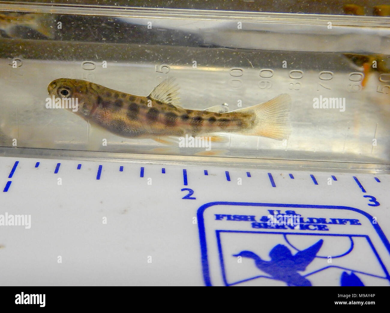 Juvenile Coaster Brook Trout Stock Photo - Alamy