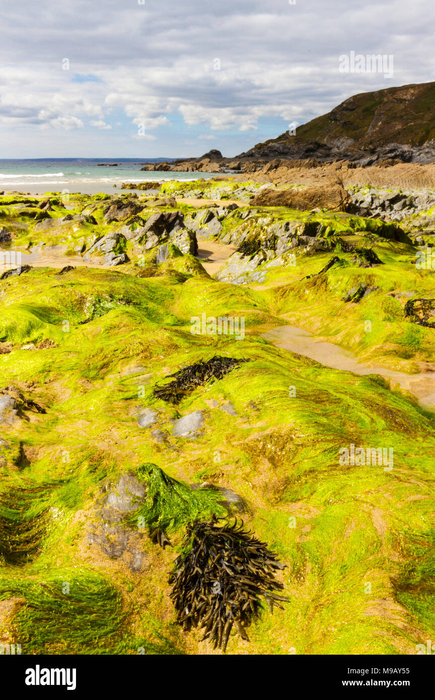 Seaweed on the beach at Dollar Cove at Gunwalloe in Cornwall Stock ...