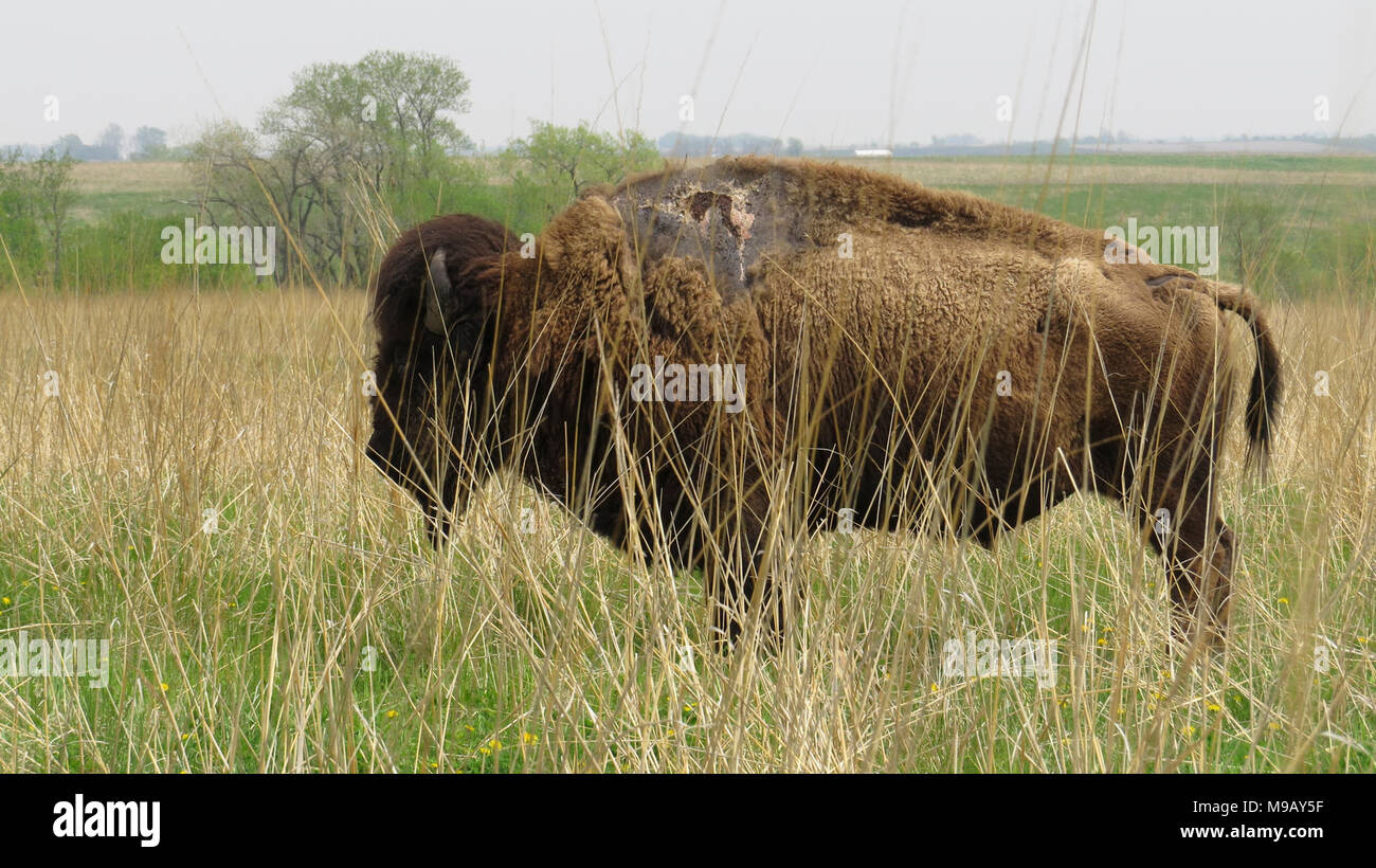 Bison management hi-res stock photography and images - Alamy