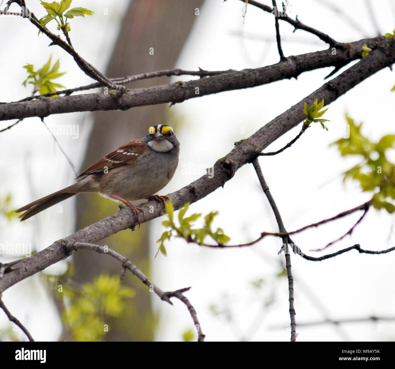 Sparrow minnesota hi-res stock photography and images - Alamy