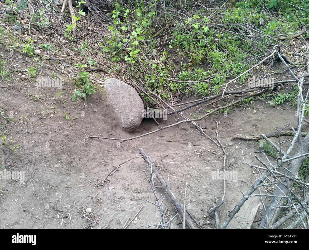 Red fox education image hi-res stock photography and images - Alamy