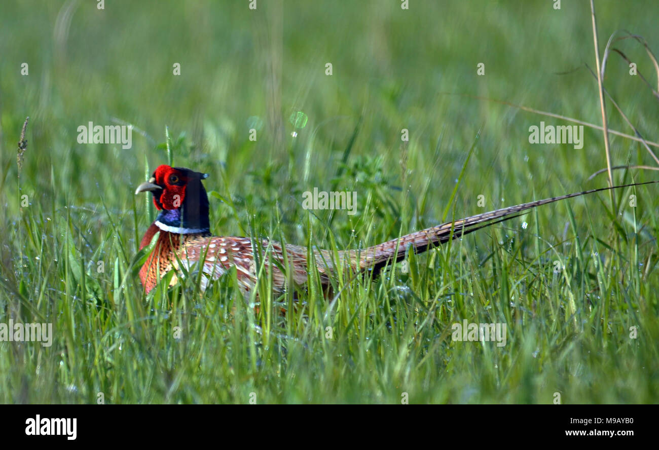 Ring-necked pheasant in Iowa Stock Photo - Alamy