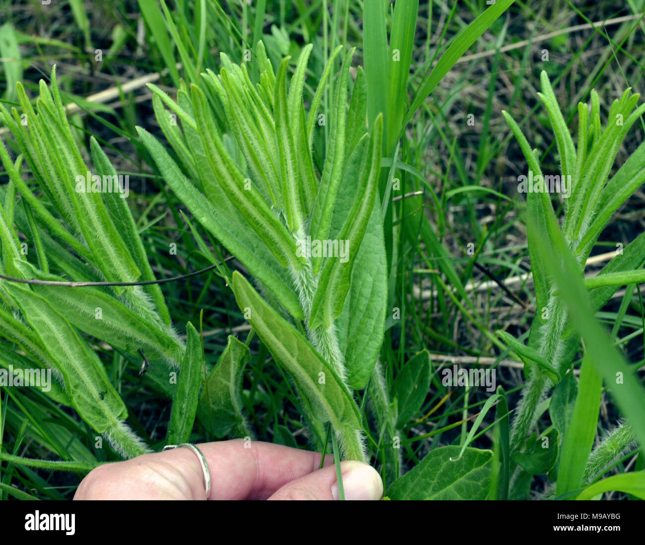 Identifying milkweed - this is butterfly weed Stock Photo - Alamy