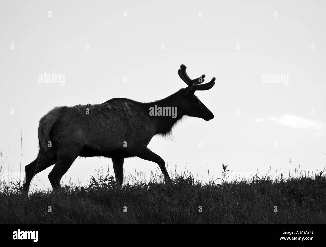 Elk habitat Black and White Stock Photos & Images - Alamy