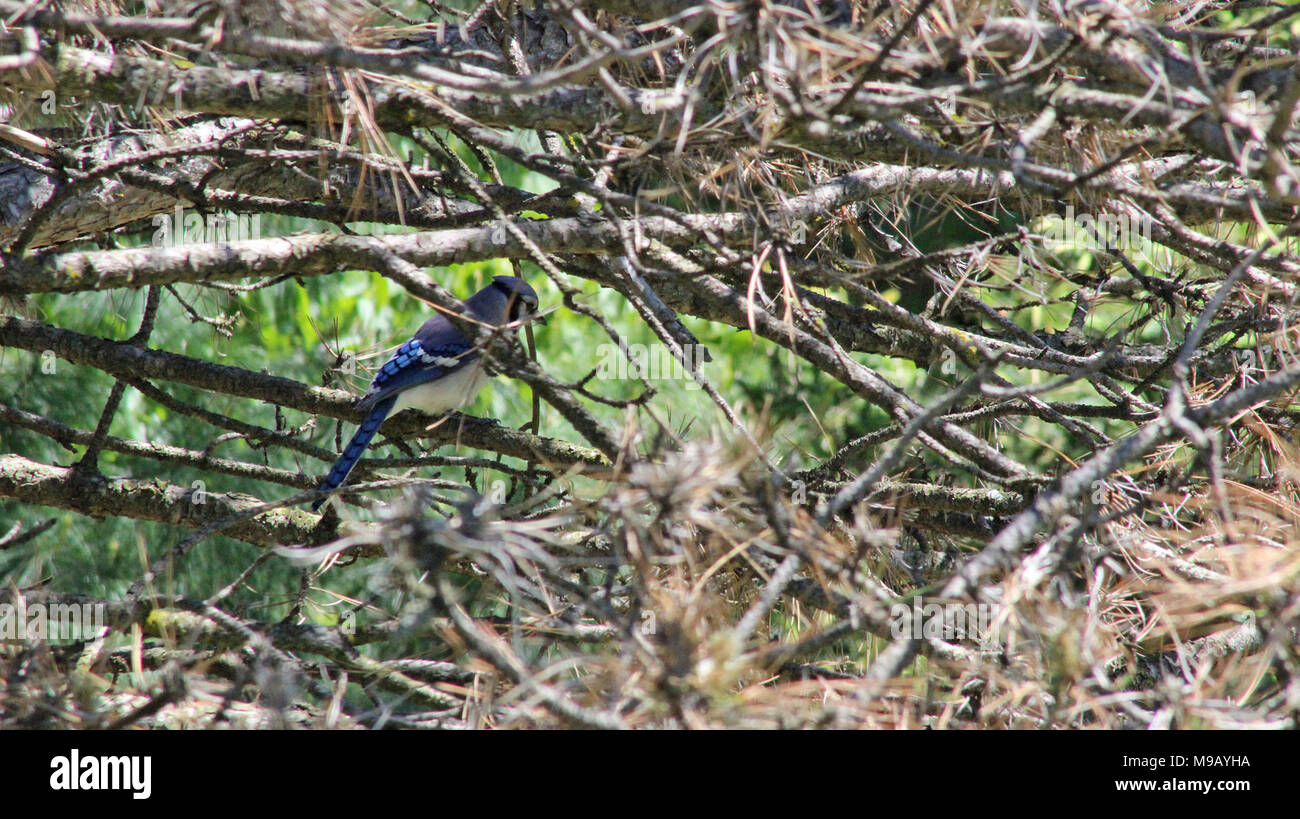 Jay fish hi-res stock photography and images - Alamy