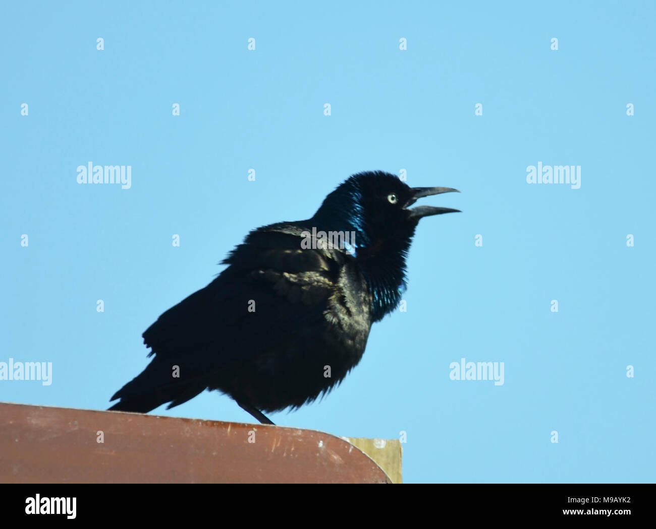 Common grackle photo and image hi-res stock photography and images - Alamy