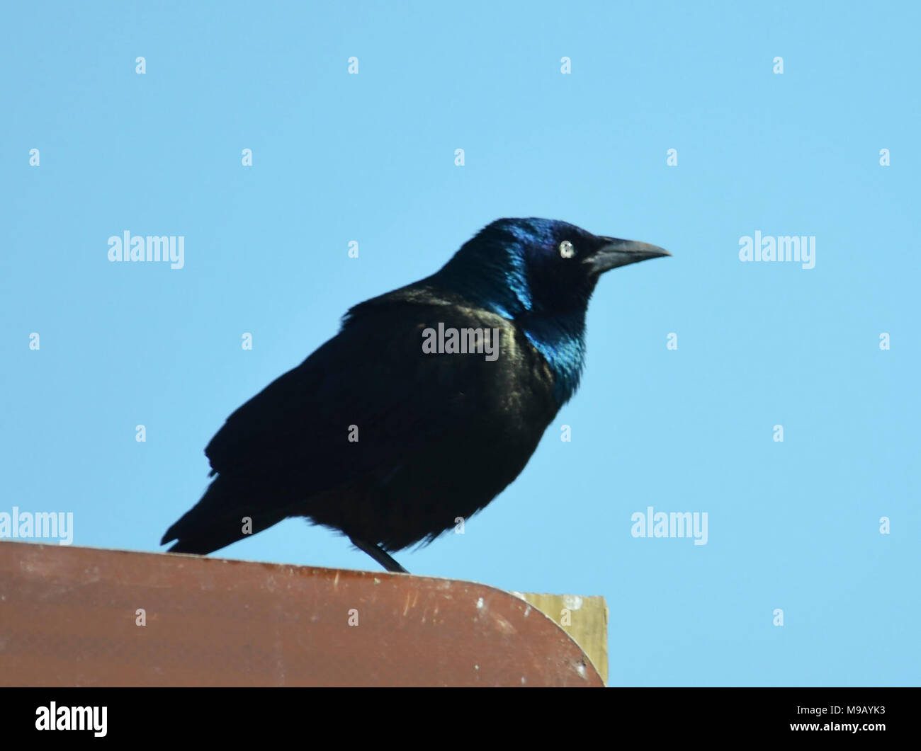 Iowa native wildlife hi-res stock photography and images - Alamy