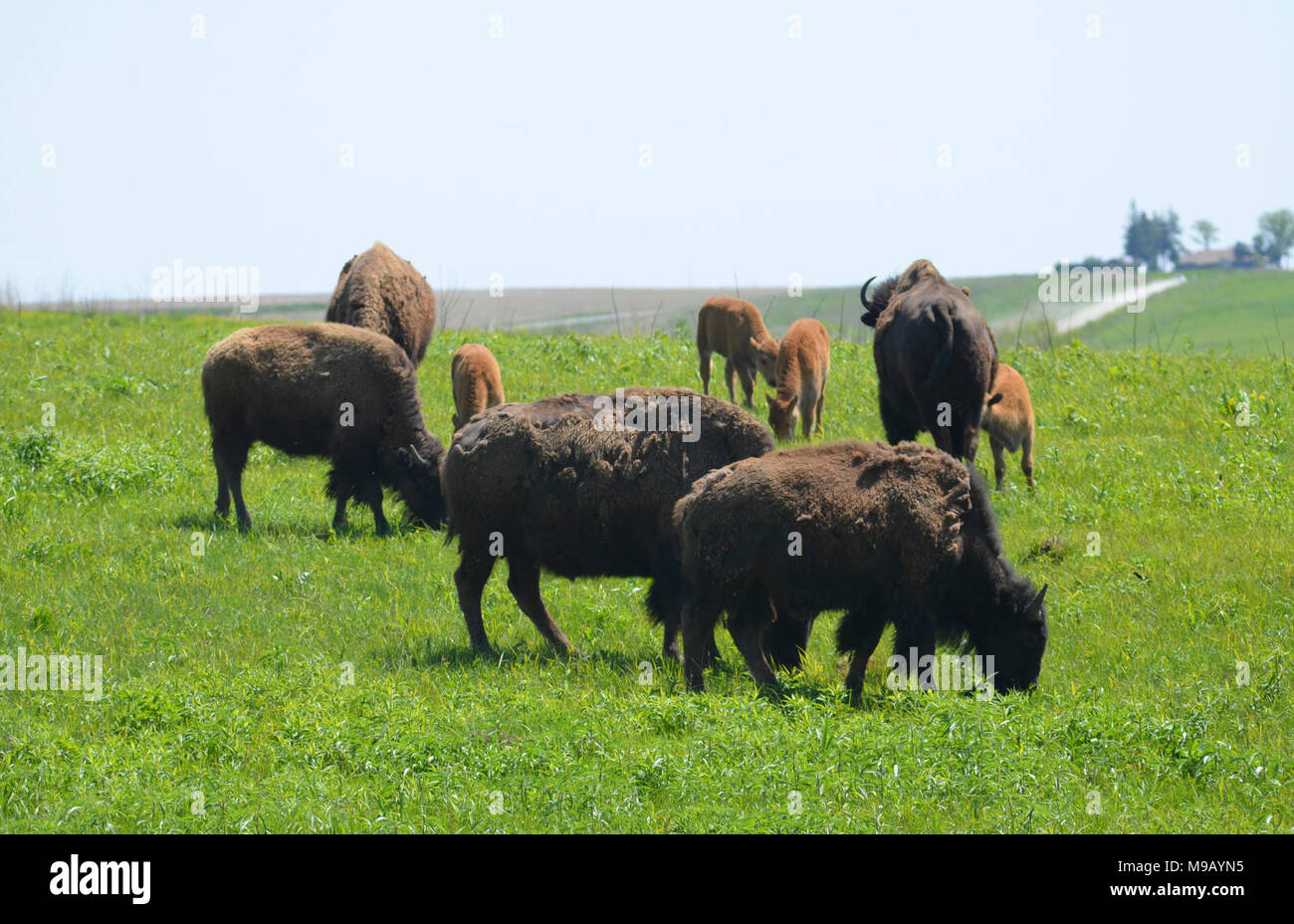 Bison habitat preservation hi-res stock photography and images - Alamy