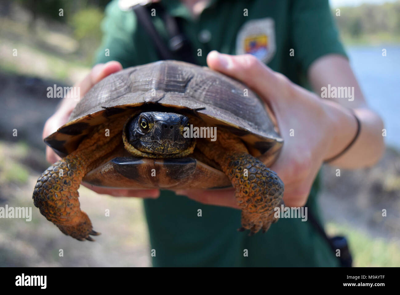 Turtle population hi-res stock photography and images - Alamy