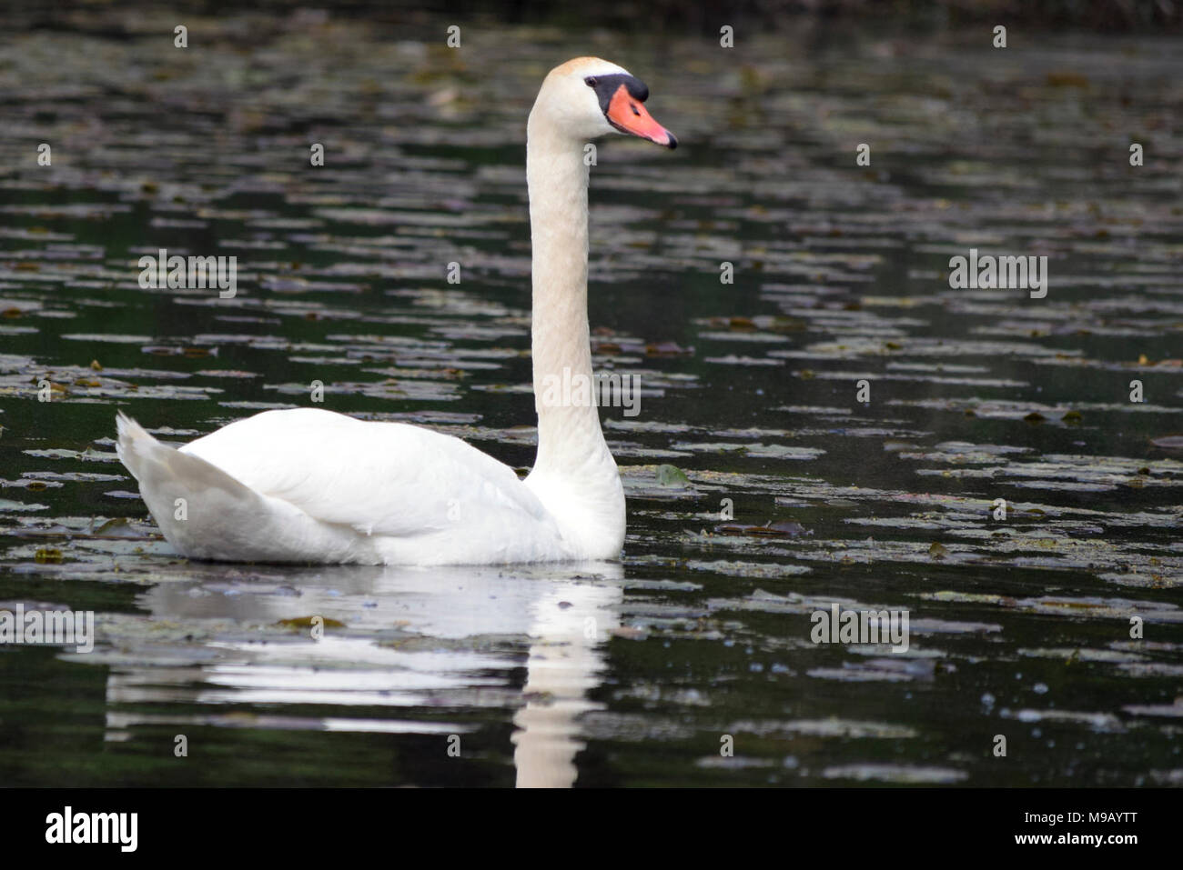 Mute swan invasive species hi-res stock photography and images - Alamy