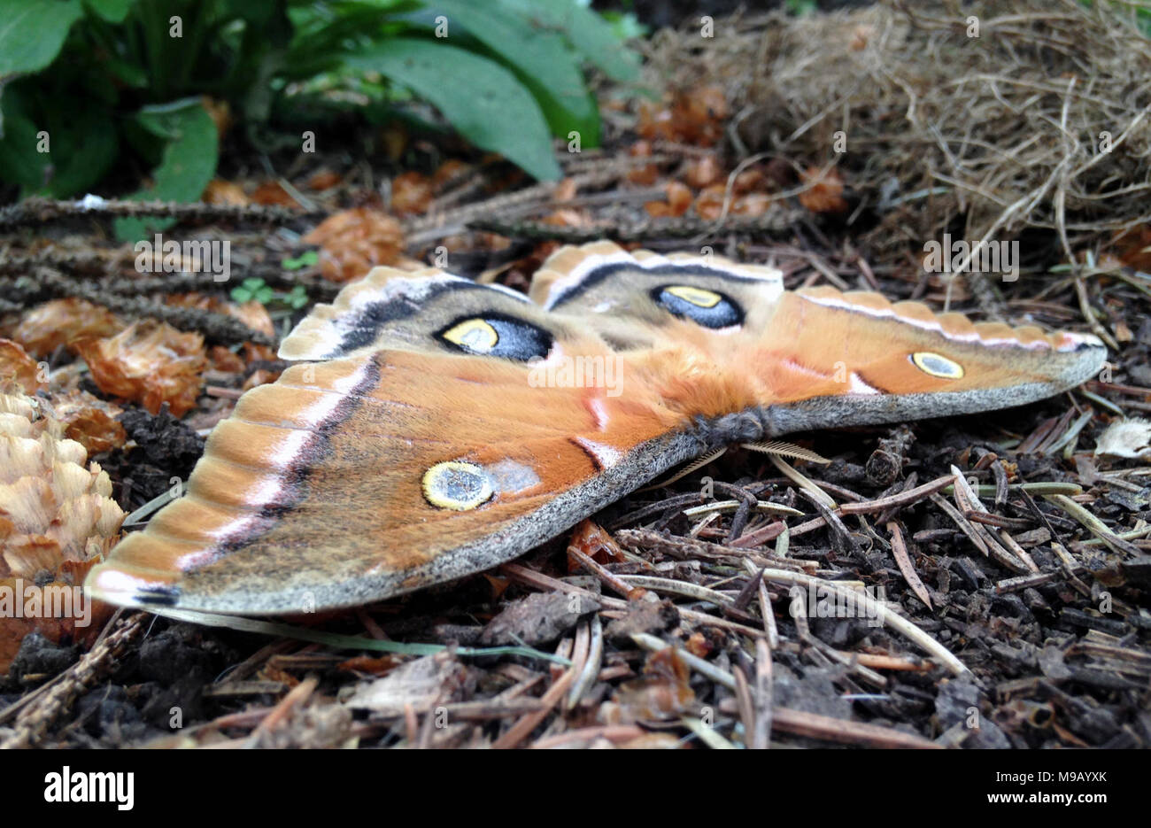 Midwest moth hi-res stock photography and images - Alamy