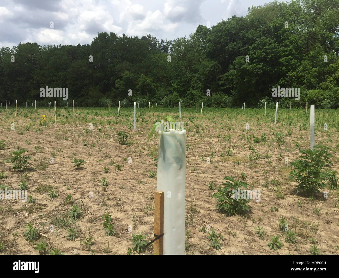 Miami County Park restoration Stock Photo - Alamy