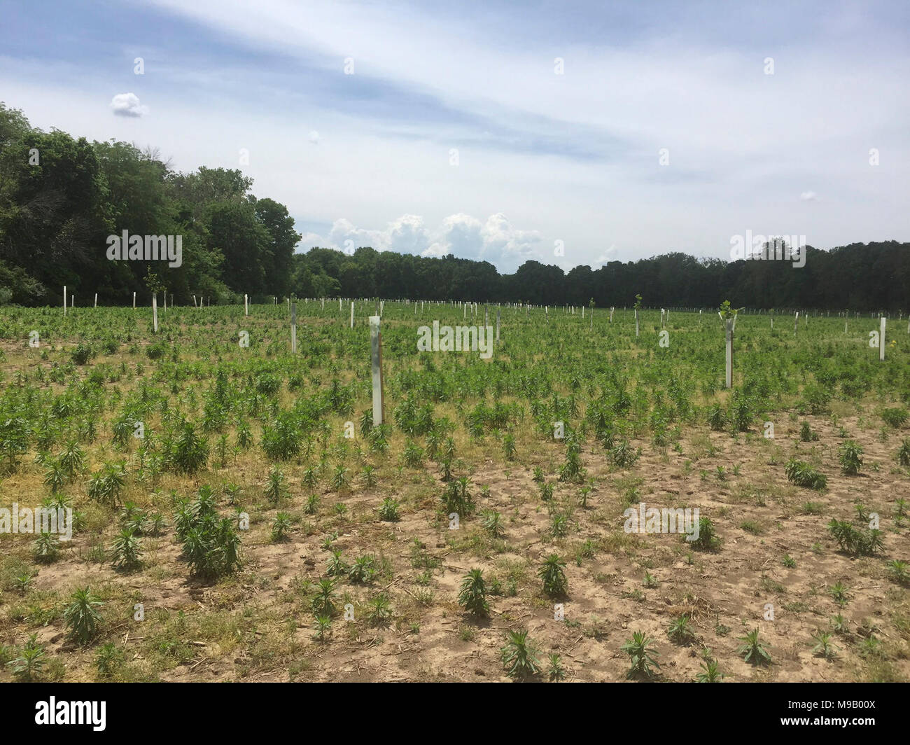 Miami County Park restoration Stock Photo - Alamy