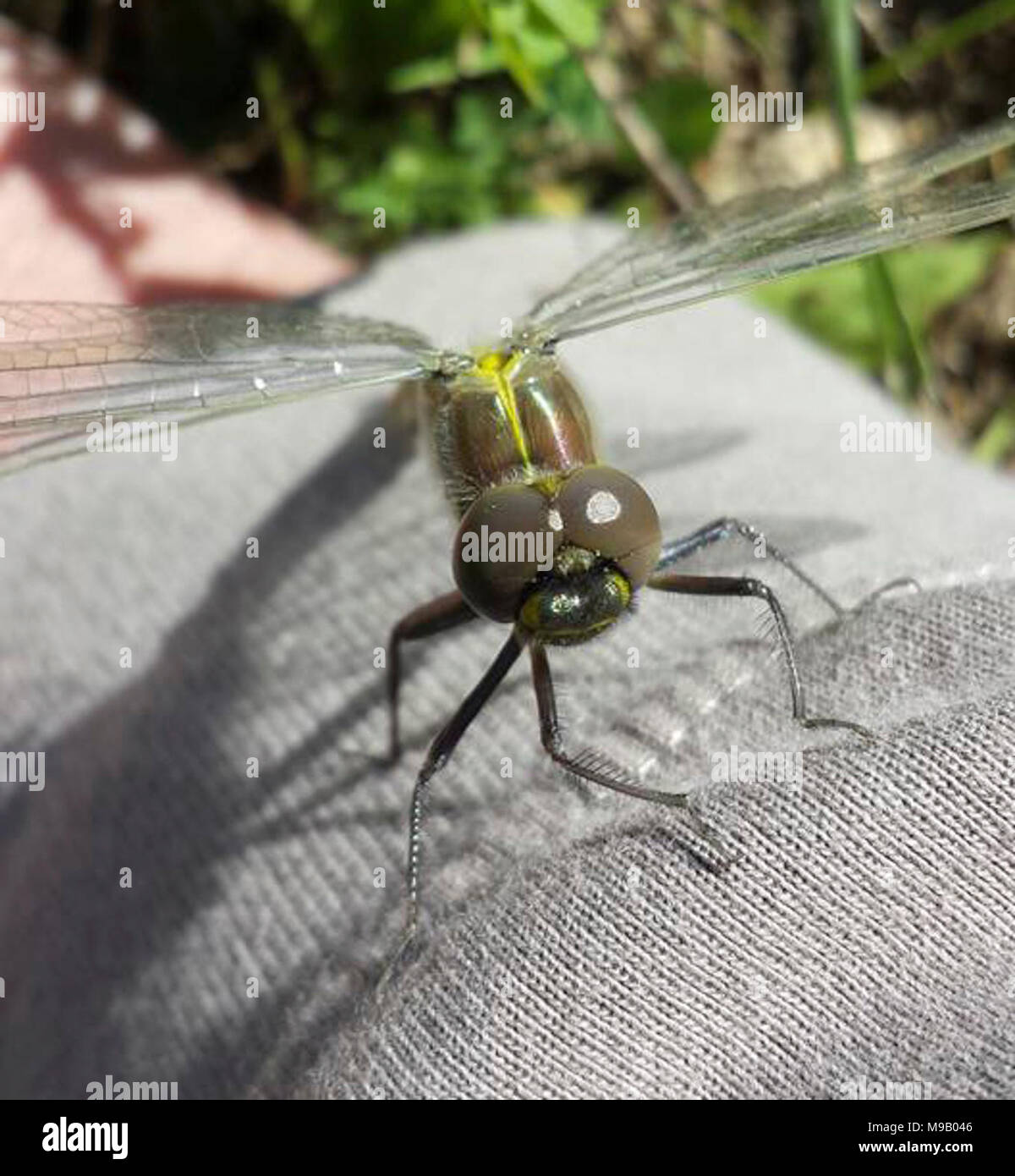 Hine's Emerald Dragonfly Stock Photo - Alamy