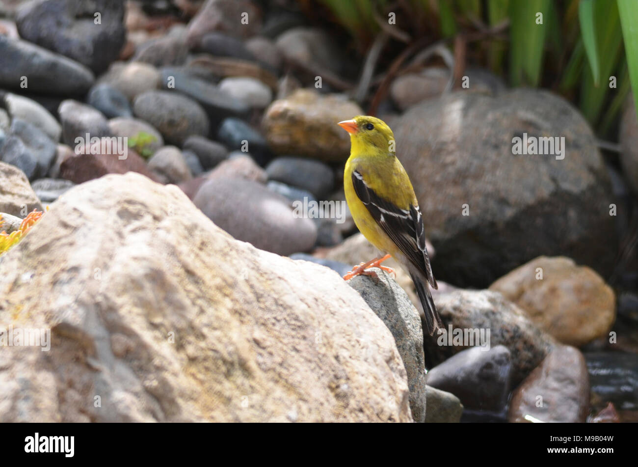 American goldfinch minnesota hi-res stock photography and images - Alamy