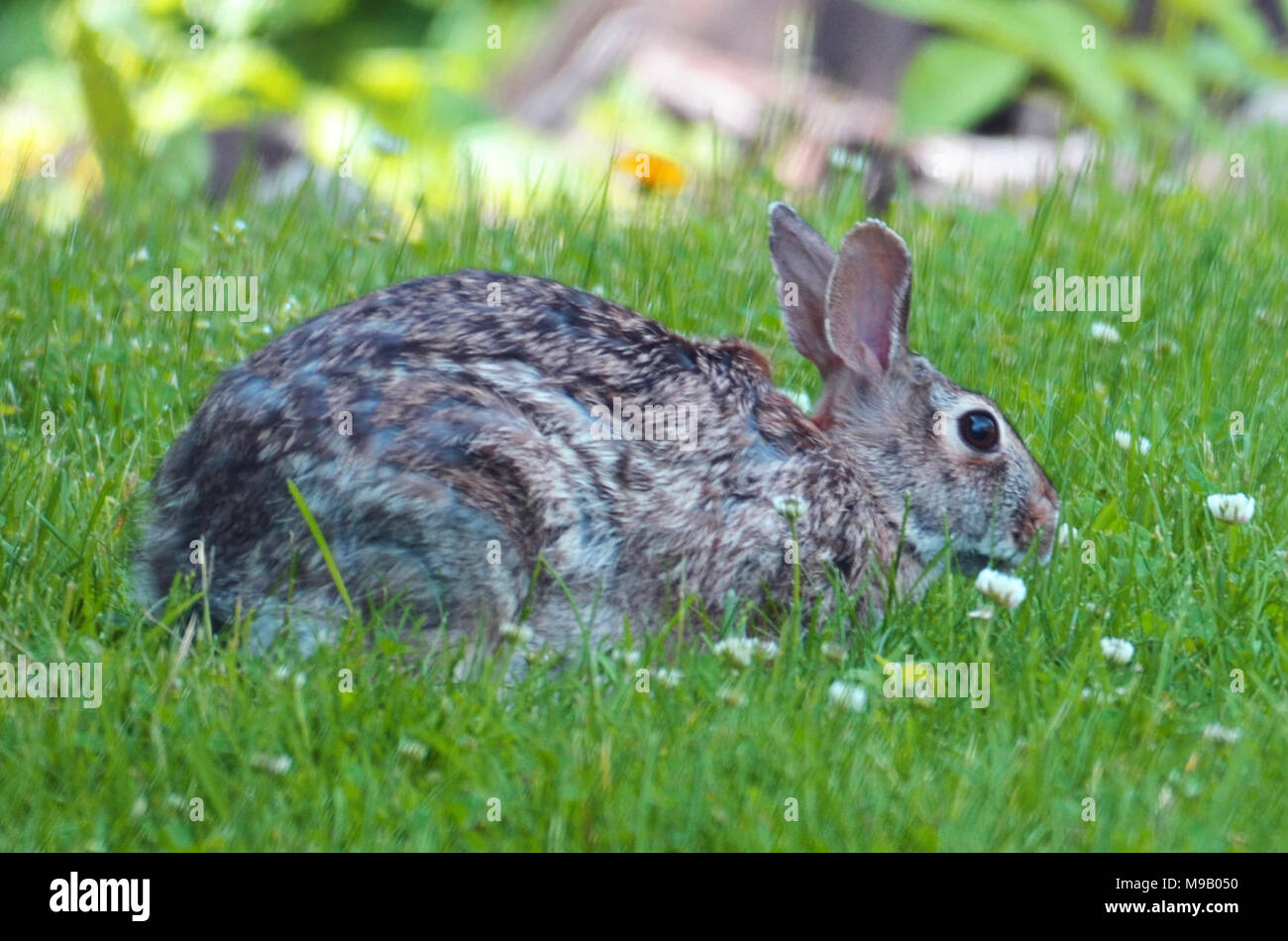 Cottontail rabbit hop hi-res stock photography and images - Alamy