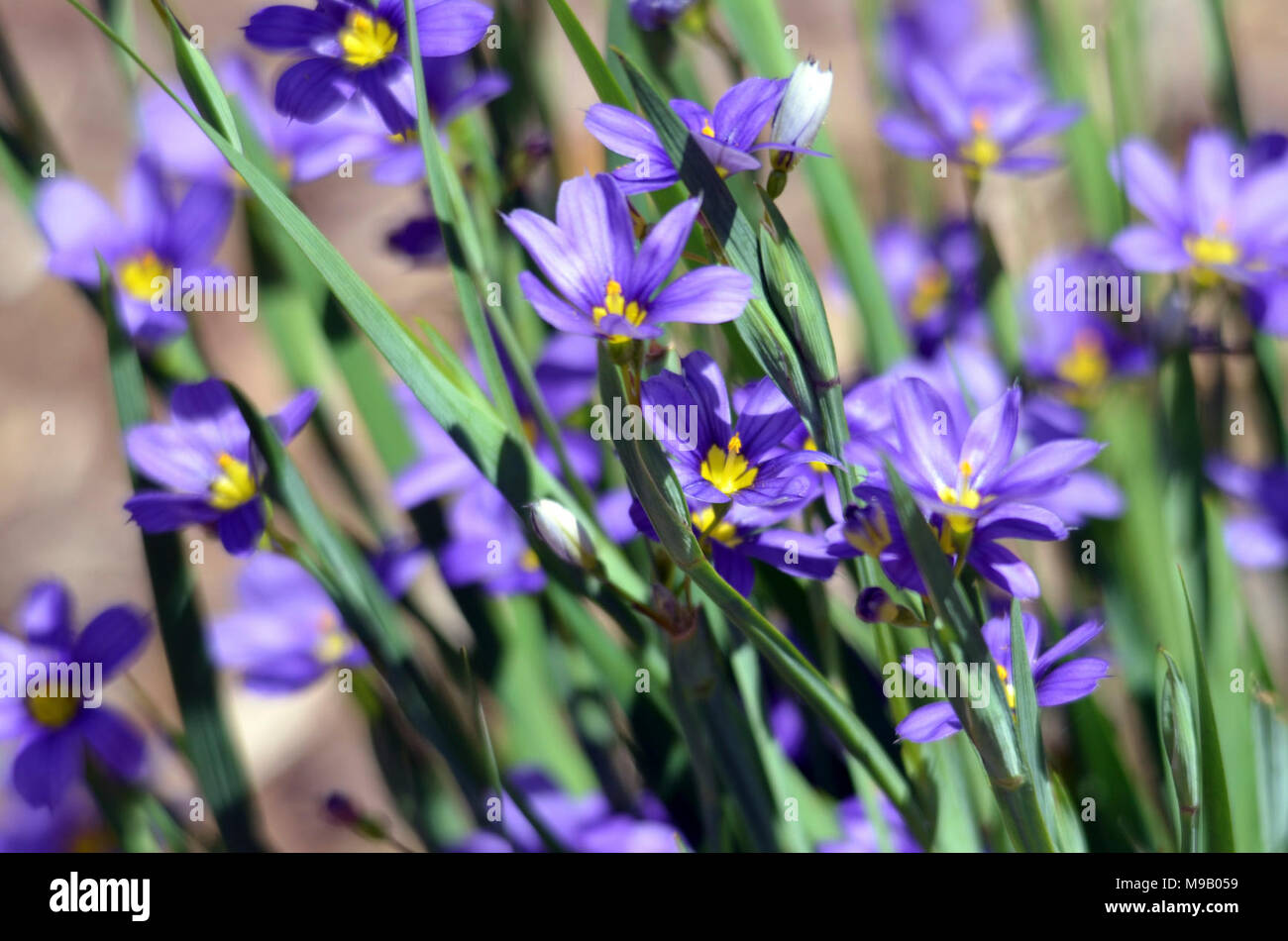 Prairie blue eyed grass hi-res stock photography and images - Alamy