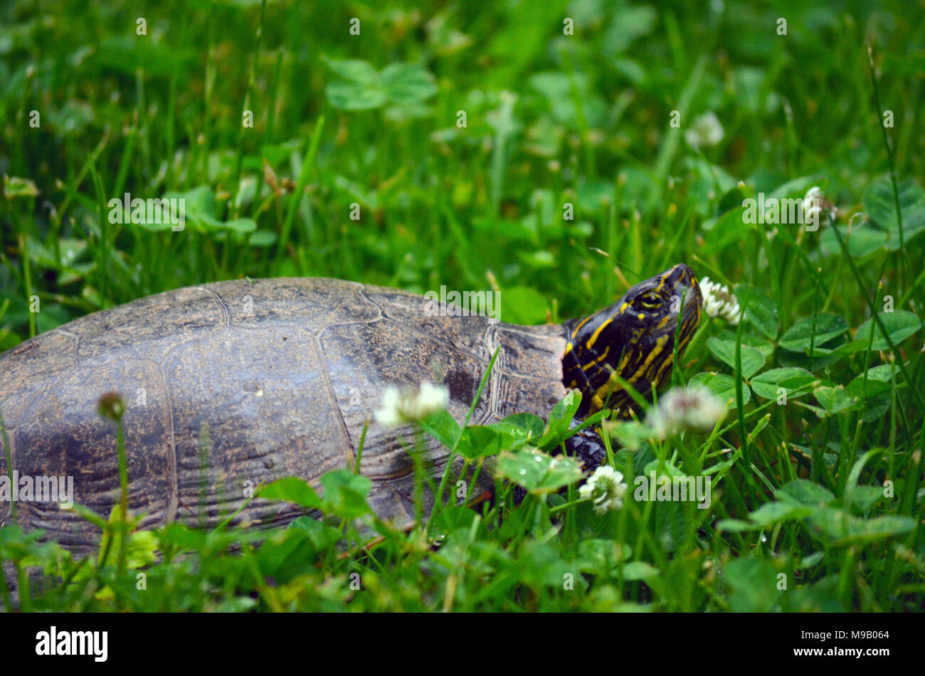 Female painted turtle Stock Photo - Alamy