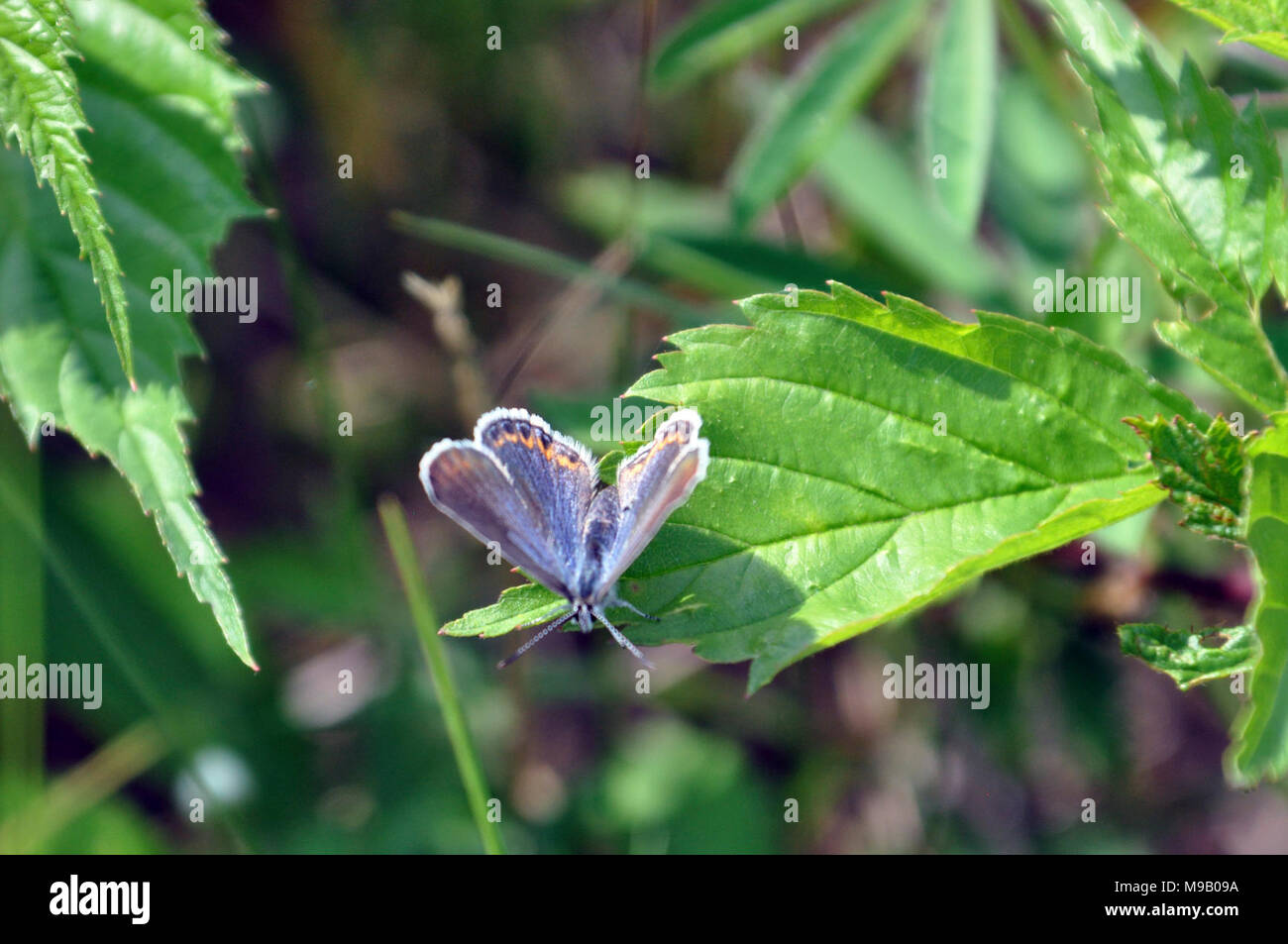 Female Karner Blue Butterfly Stock Photo - Alamy