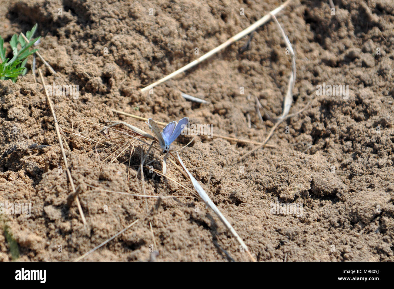 Male Karner Blue Butterfly Stock Photo - Alamy