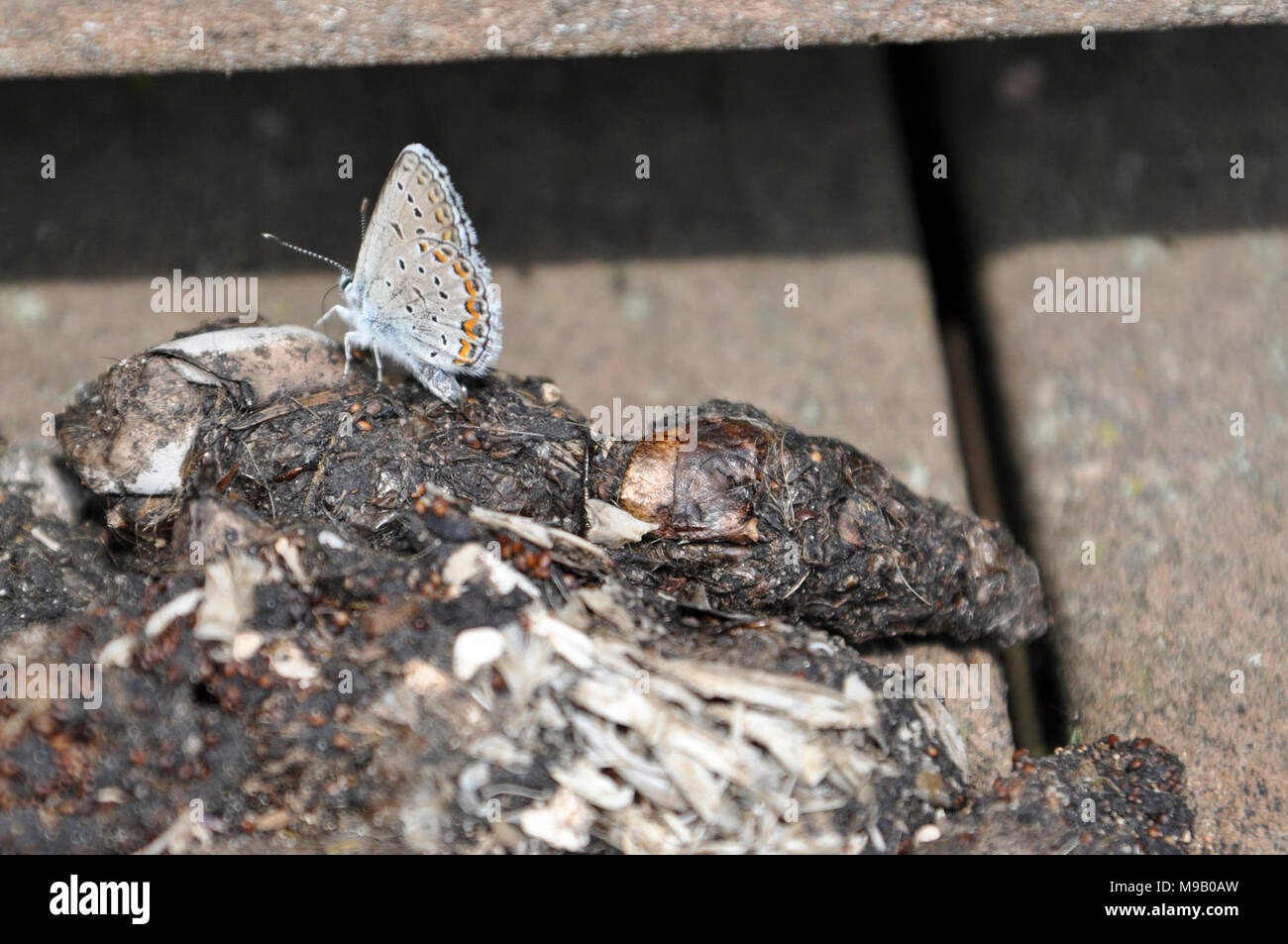 Male Karner Blue Butterfly Stock Photo - Alamy