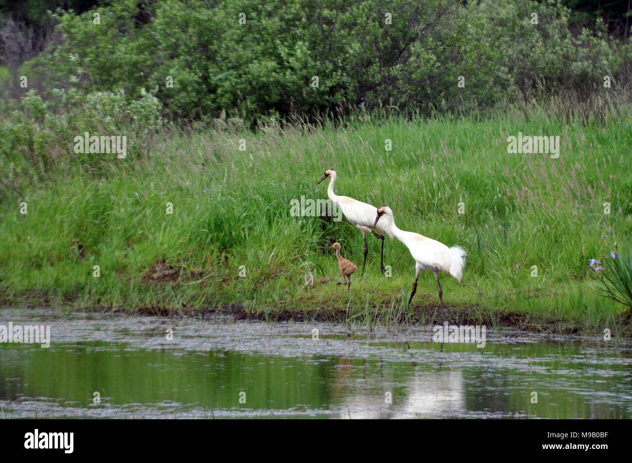 Whooping crane habitat hi-res stock photography and images - Alamy