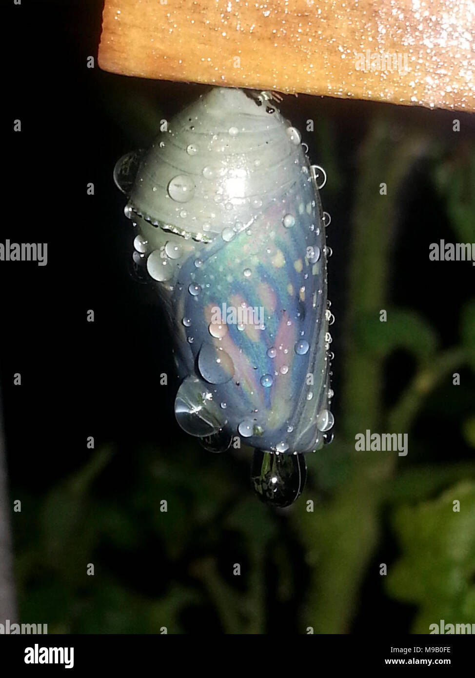 Monarch Chrysalis in Florida Stock Photo - Alamy