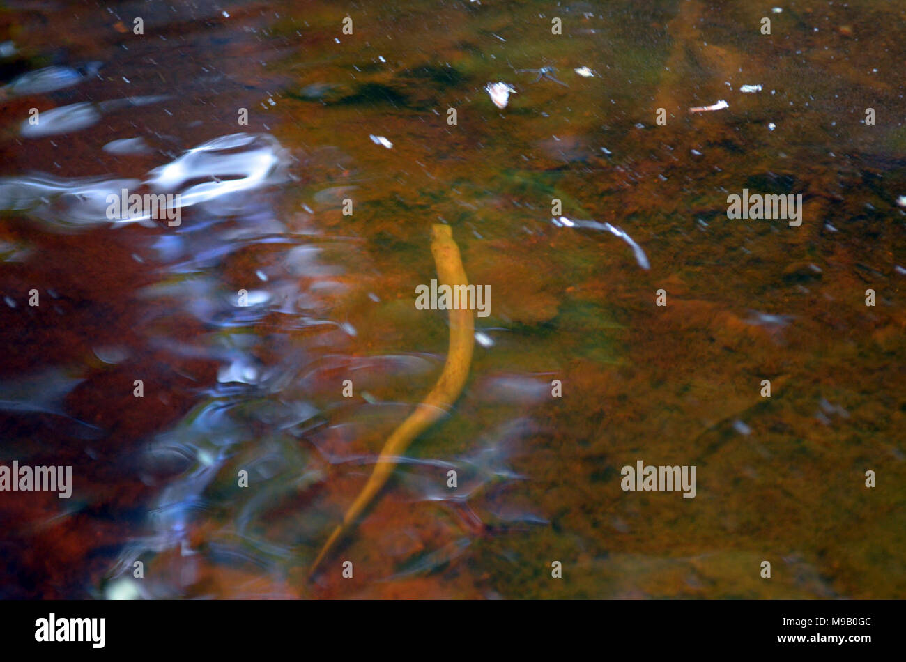 Sea lamprey control hi-res stock photography and images - Alamy