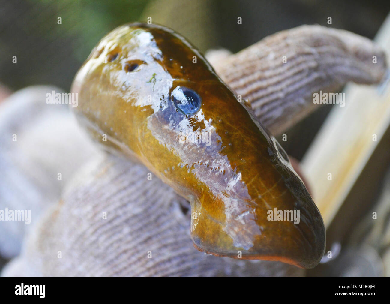 Sea lamprey smile Stock Photo - Alamy