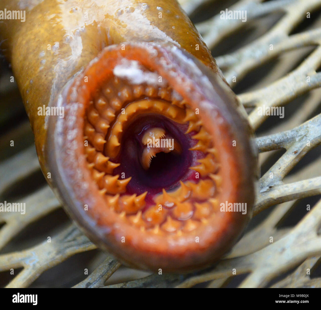 Giant Lamprey Fish
