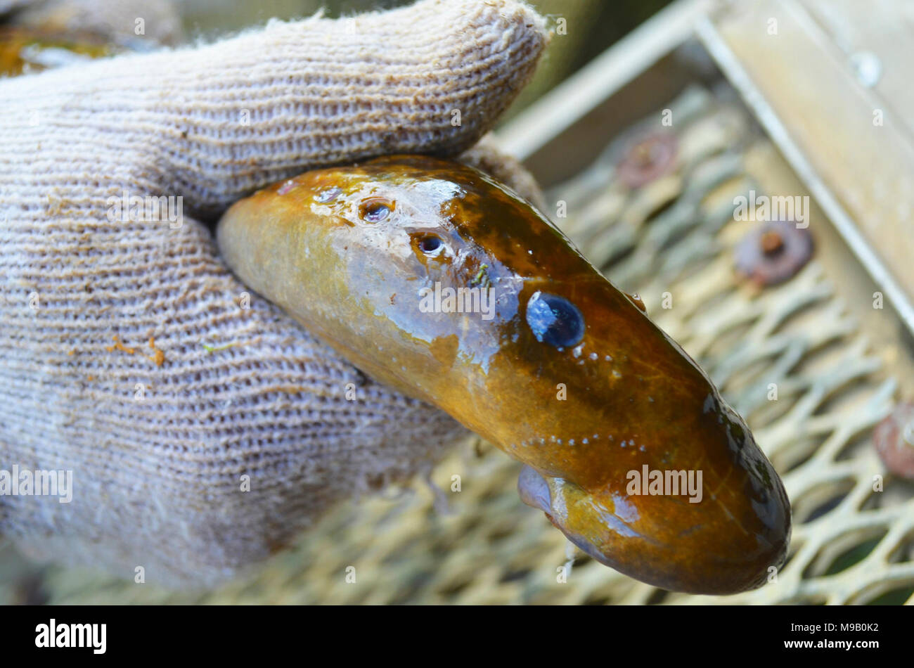 Stop looking at me Stock Photo - Alamy