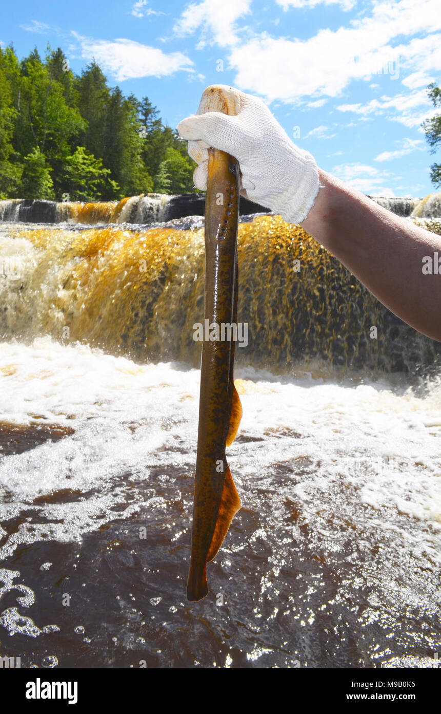 Adult sea lamprey Stock Photo - Alamy