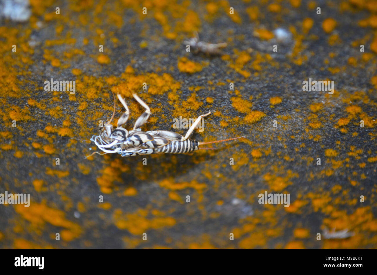 Stonefly nymph case on rock ceiling Stock Photo - Alamy