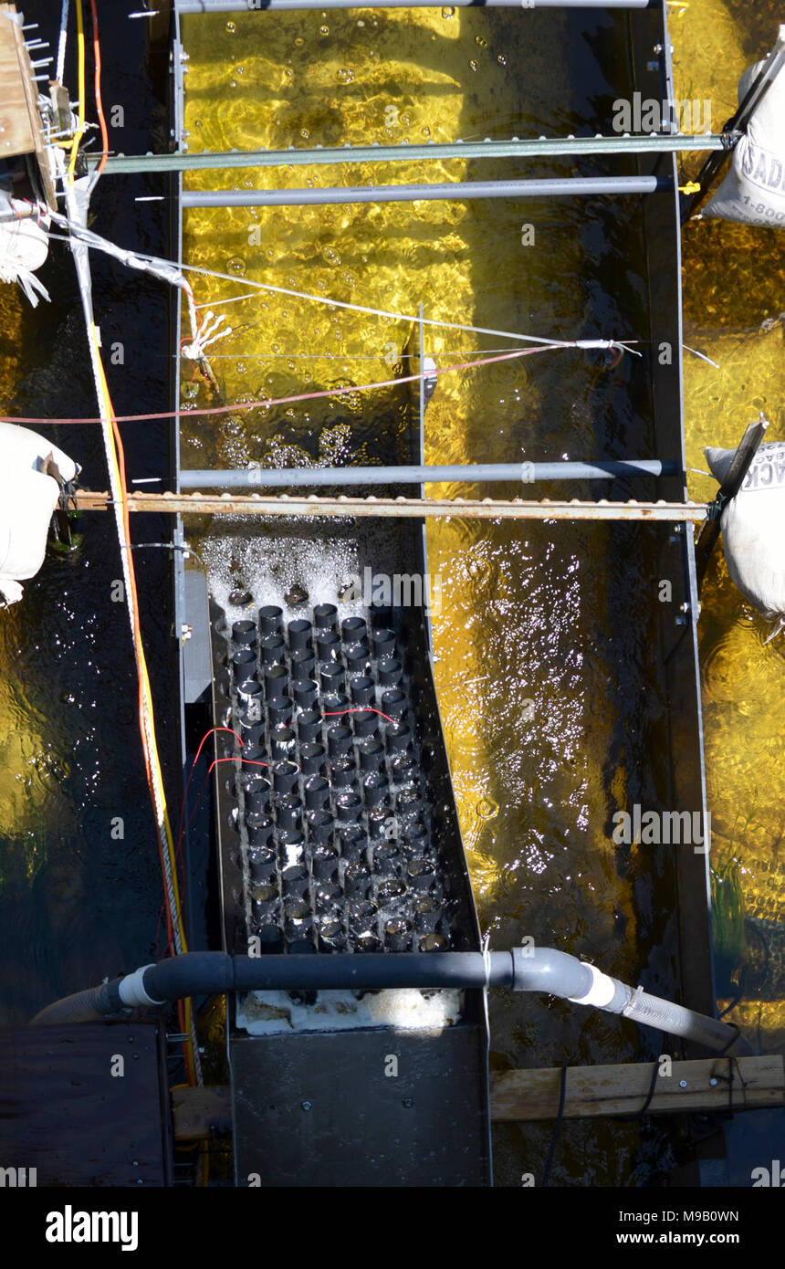 Lamprey eel hi-res stock photography and images - Alamy