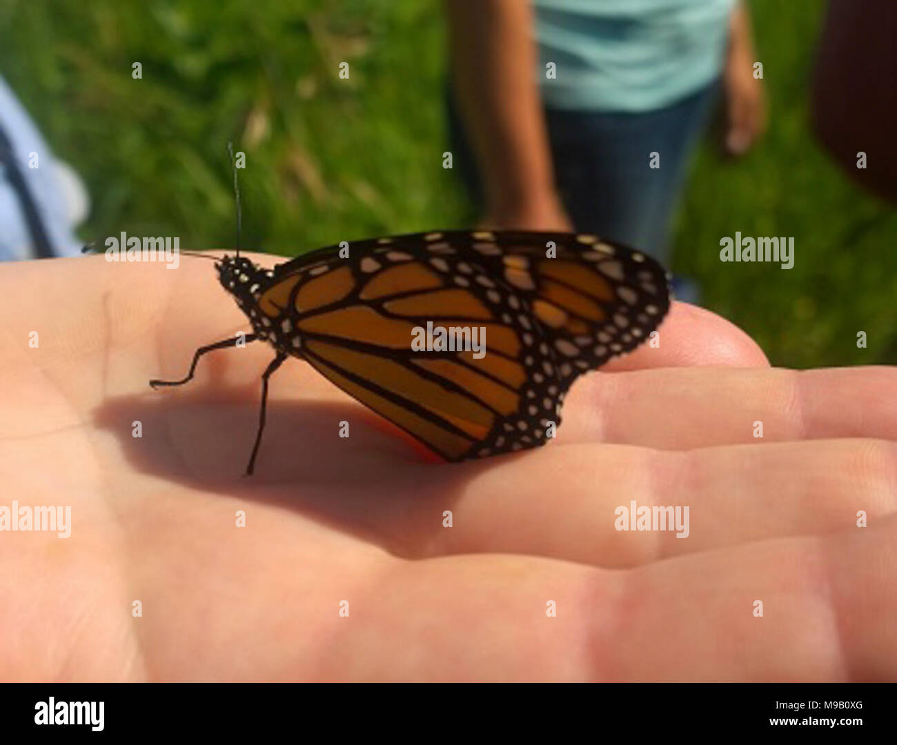 Monarch Butterfly at Jordan River National Fish Hatchery in Michigan ...