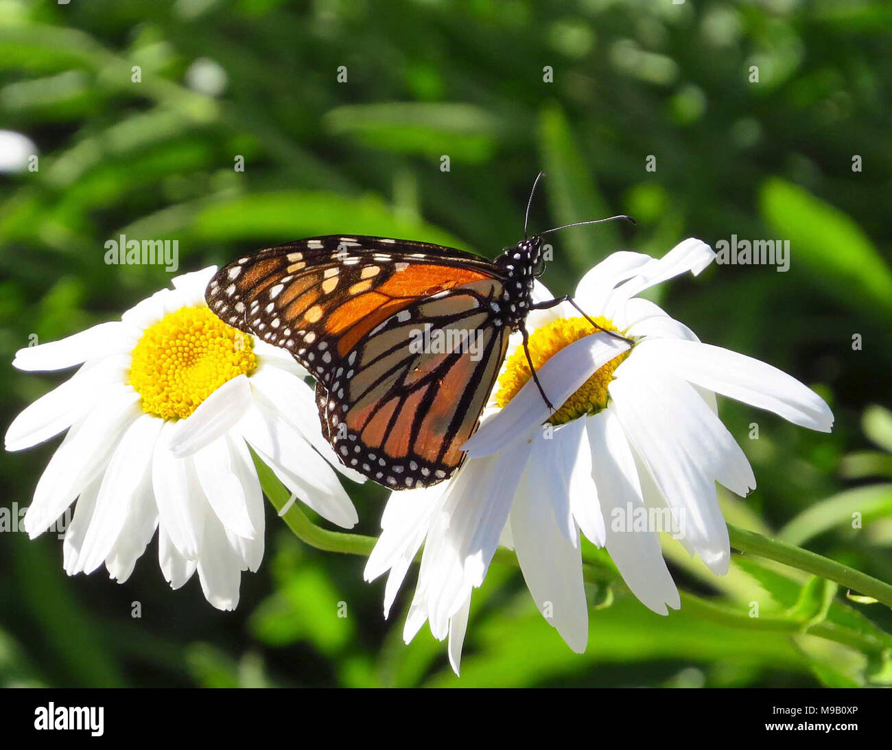 Monarch Butterfly in Oregon Stock Photo - Alamy