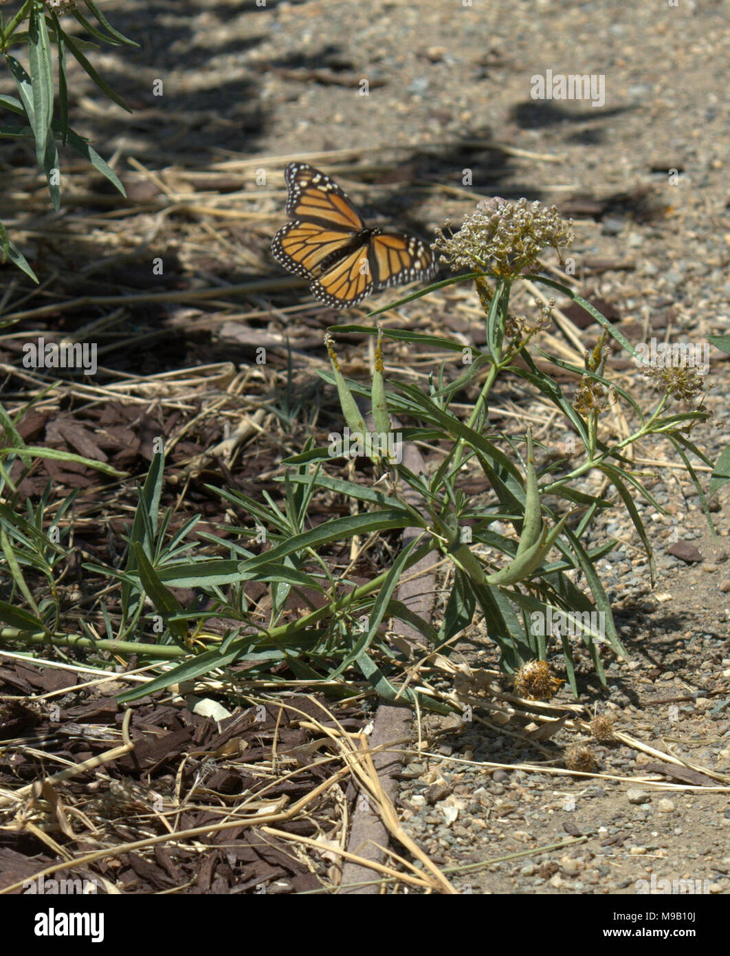Monarch Butterfly in California Stock Photo - Alamy