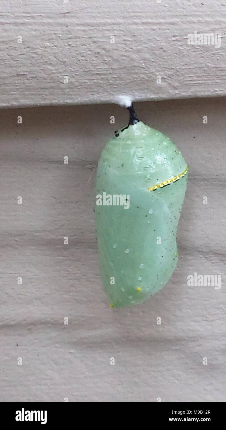Monarch Chrysalis in Texas Stock Photo - Alamy